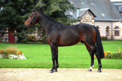 Sementales | Montas de sementales para la cría de caballos | Equirodi ...