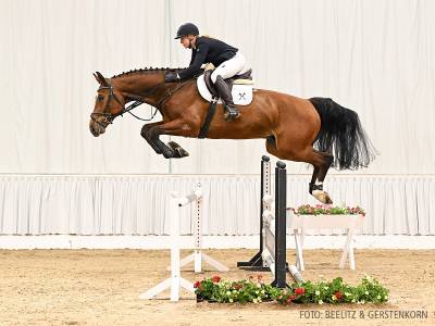 Chevaux de sport CSO (Saut d'Obstacle) à vendre | Equirodi France