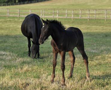 Cavalli PRE Andaluso in vendita | Equirodi Italia